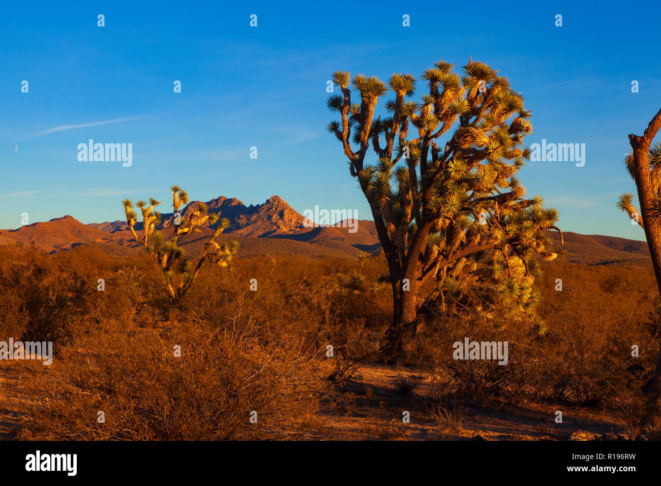 Joshua Trees along U.S. Highway 93 in Arizona, USA Stock Photo - Alamy