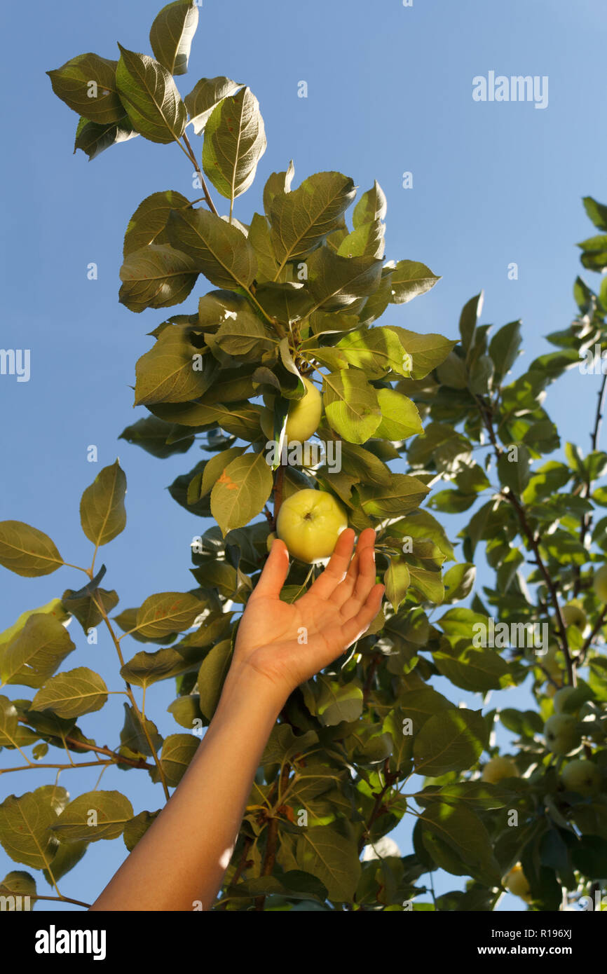 The hand of a white woman pluck a green apple from a branch with leaves ...