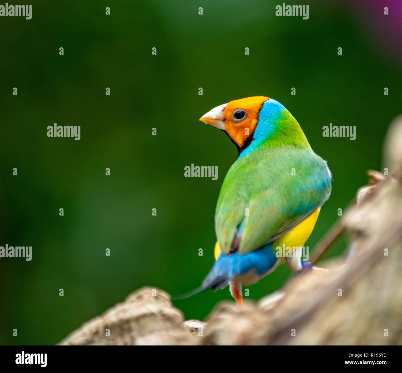 Rainbow Finch High Resolution Stock Photography and Images - Alamy