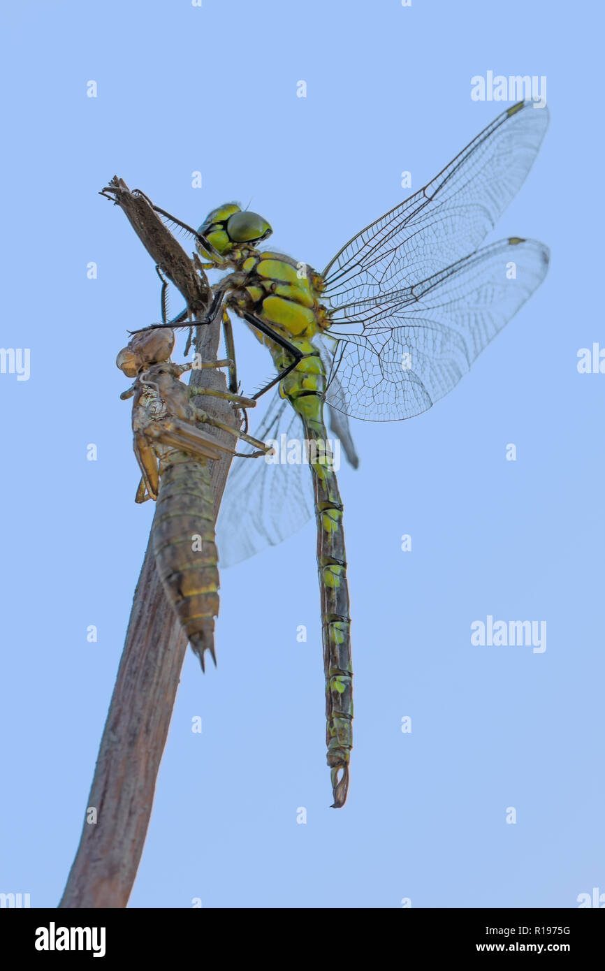 Dragonfly with its exuvia just born Stock Photo - Alamy