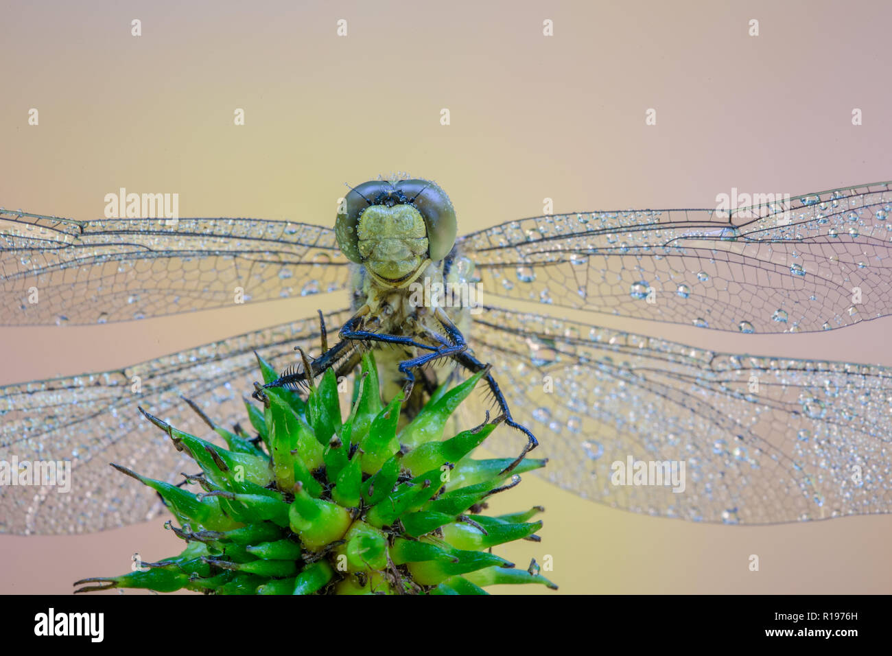 Dragonfly portrait hi-res stock photography and images - Alamy