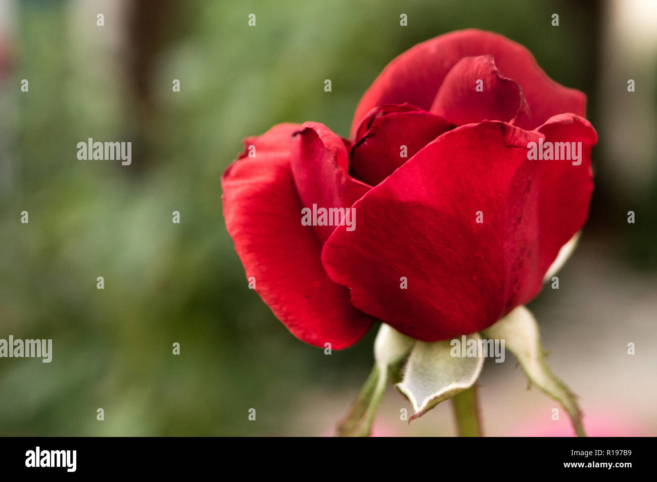 Red rose of passion Stock Photo - Alamy