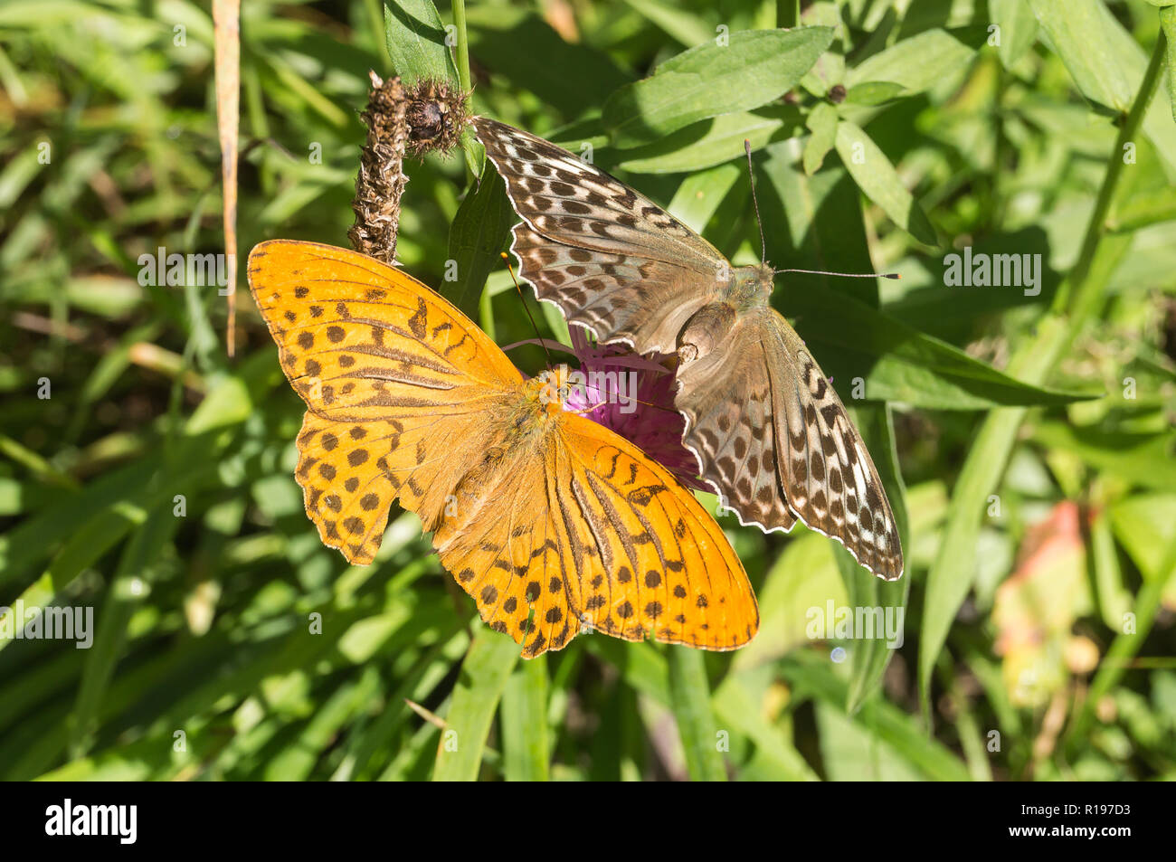 Closeup butterflies hi-res stock photography and images - Alamy