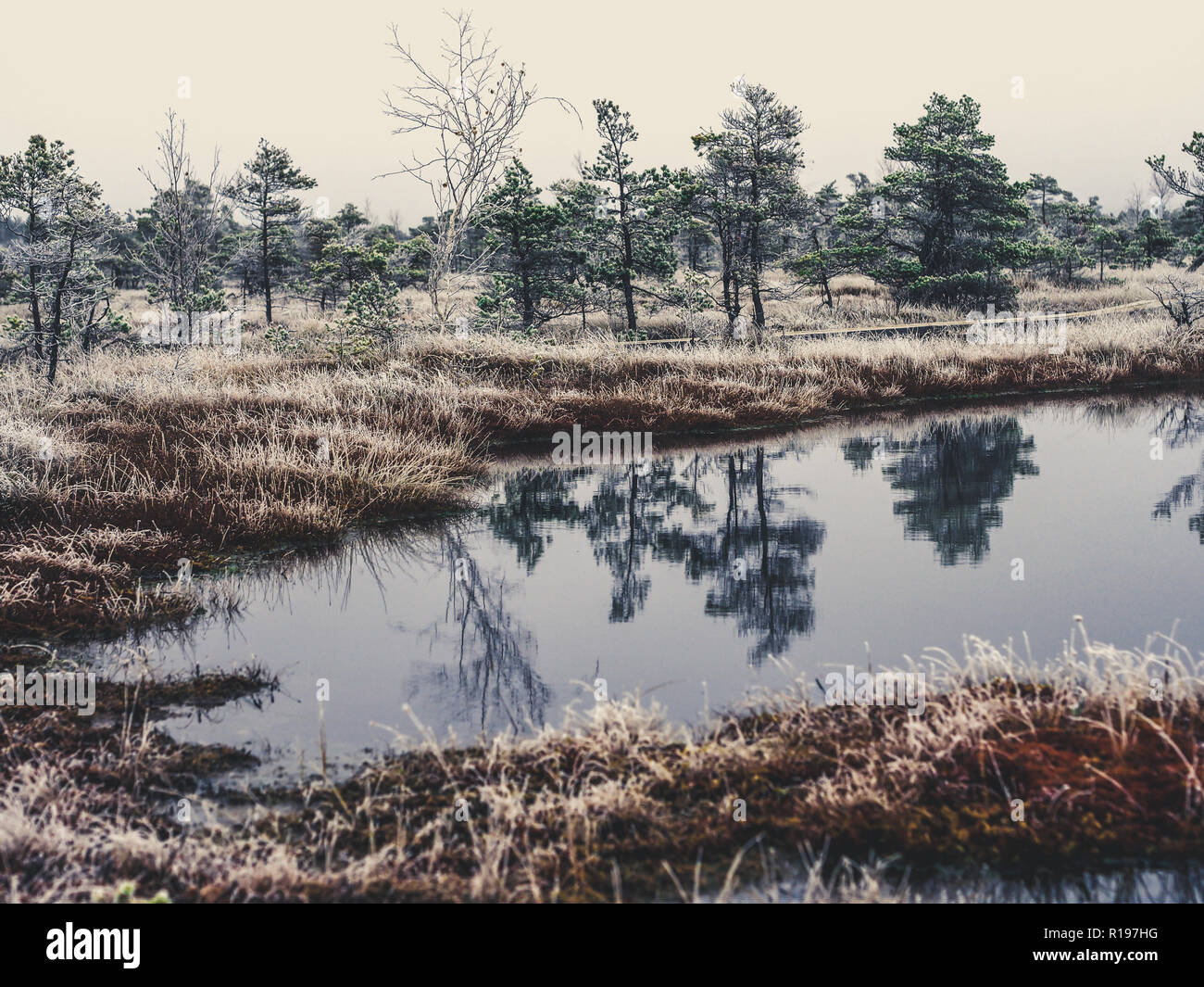 Pine Trees in Field of Kemeri moor in Latvia with a Pond in a ...