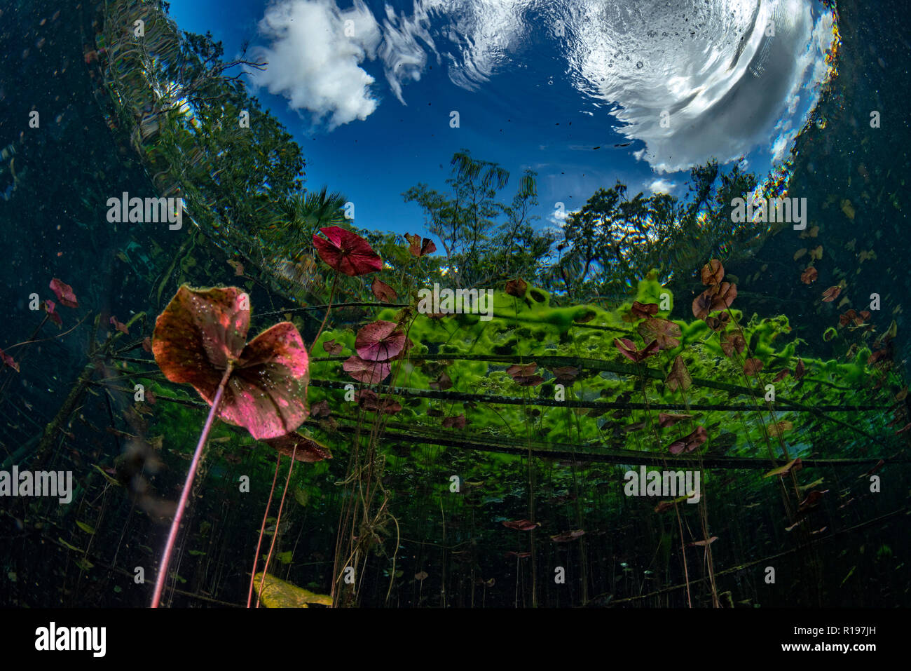 underwater gardens and water plants in Mexico cenotes cave diving Stock ...