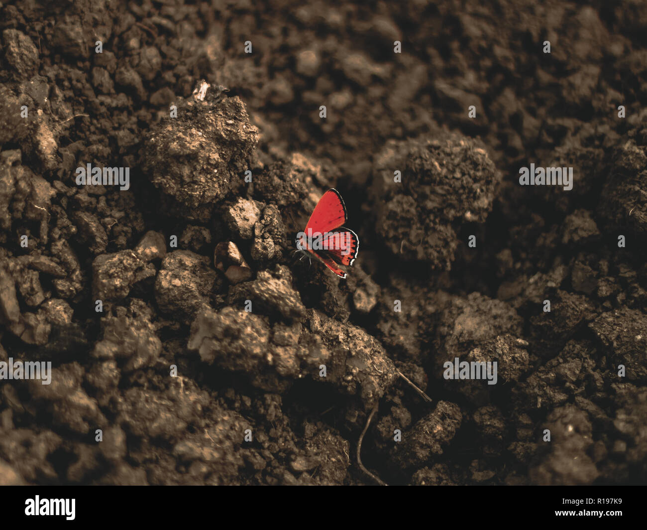 Butterfly and soil hi-res stock photography and images - Alamy