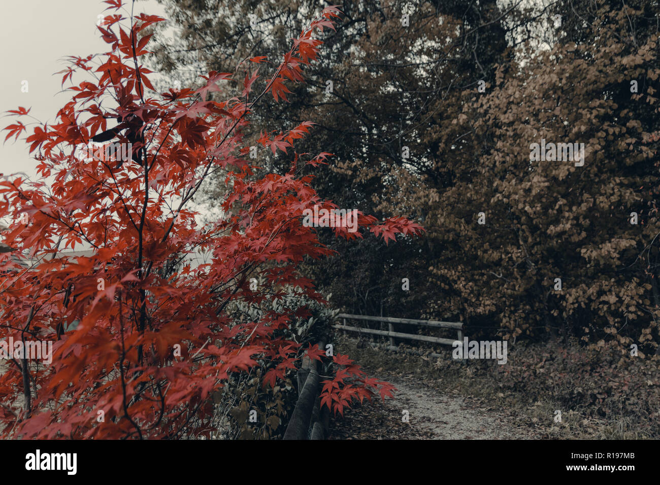 Japanese pathway hi-res stock photography and images - Alamy