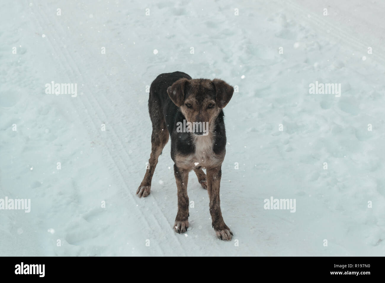 Hungry Street Dog High Resolution Stock Photography and Images - Alamy