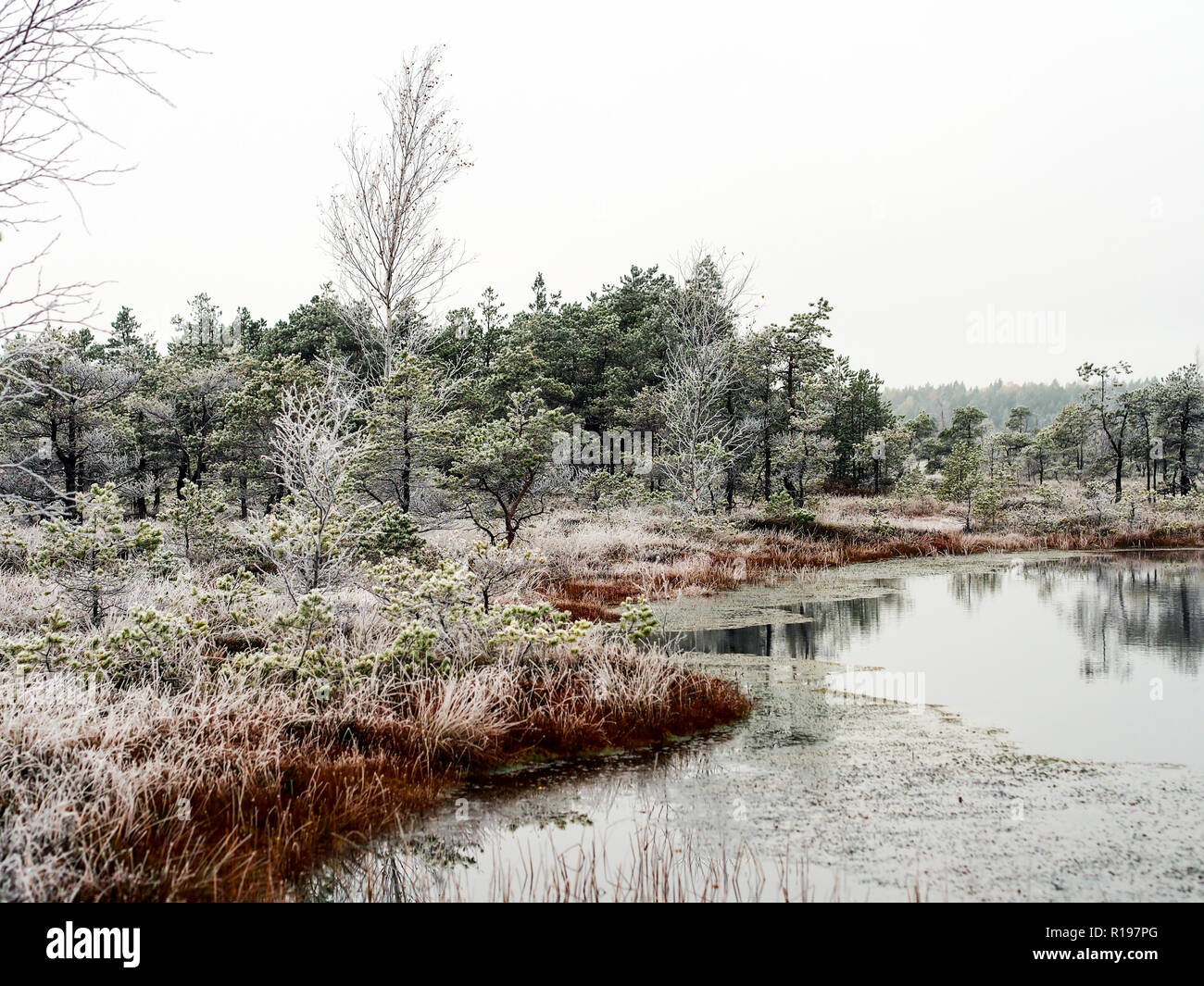Pine Trees in Field of Kemeri moor in Latvia with a Pond in a ...