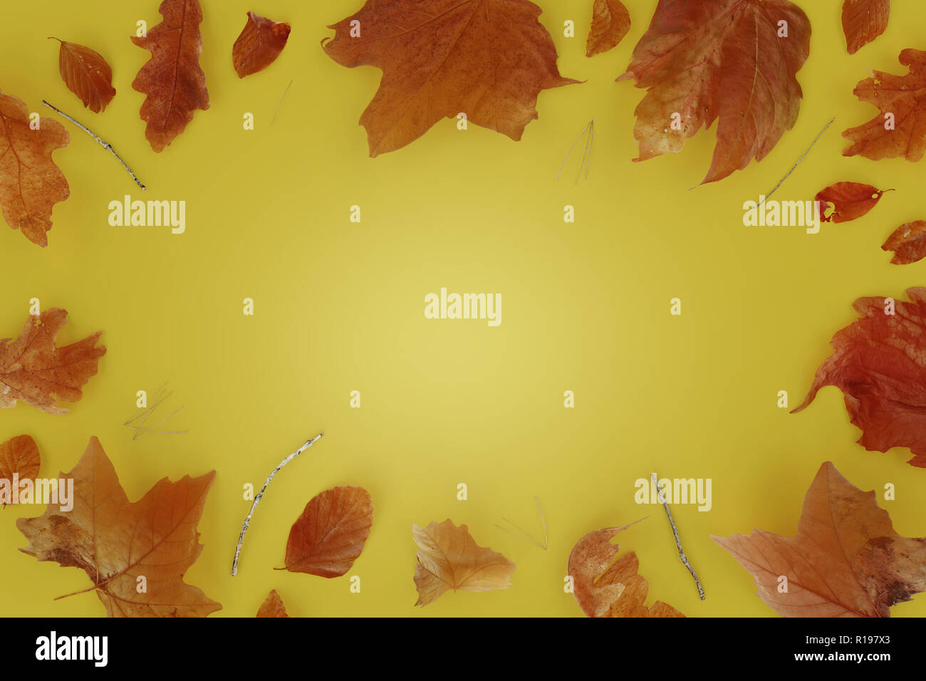 autumn leaf laying on yellow background with an empty middle spot Stock ...