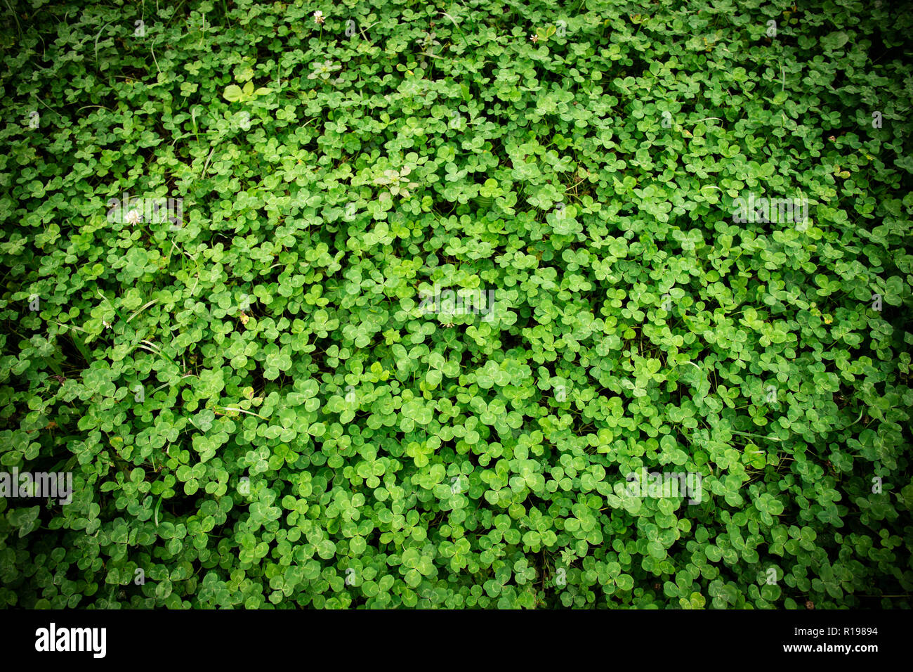Clover or trefoil meadow, pattern background or wallpaper. Top view ...
