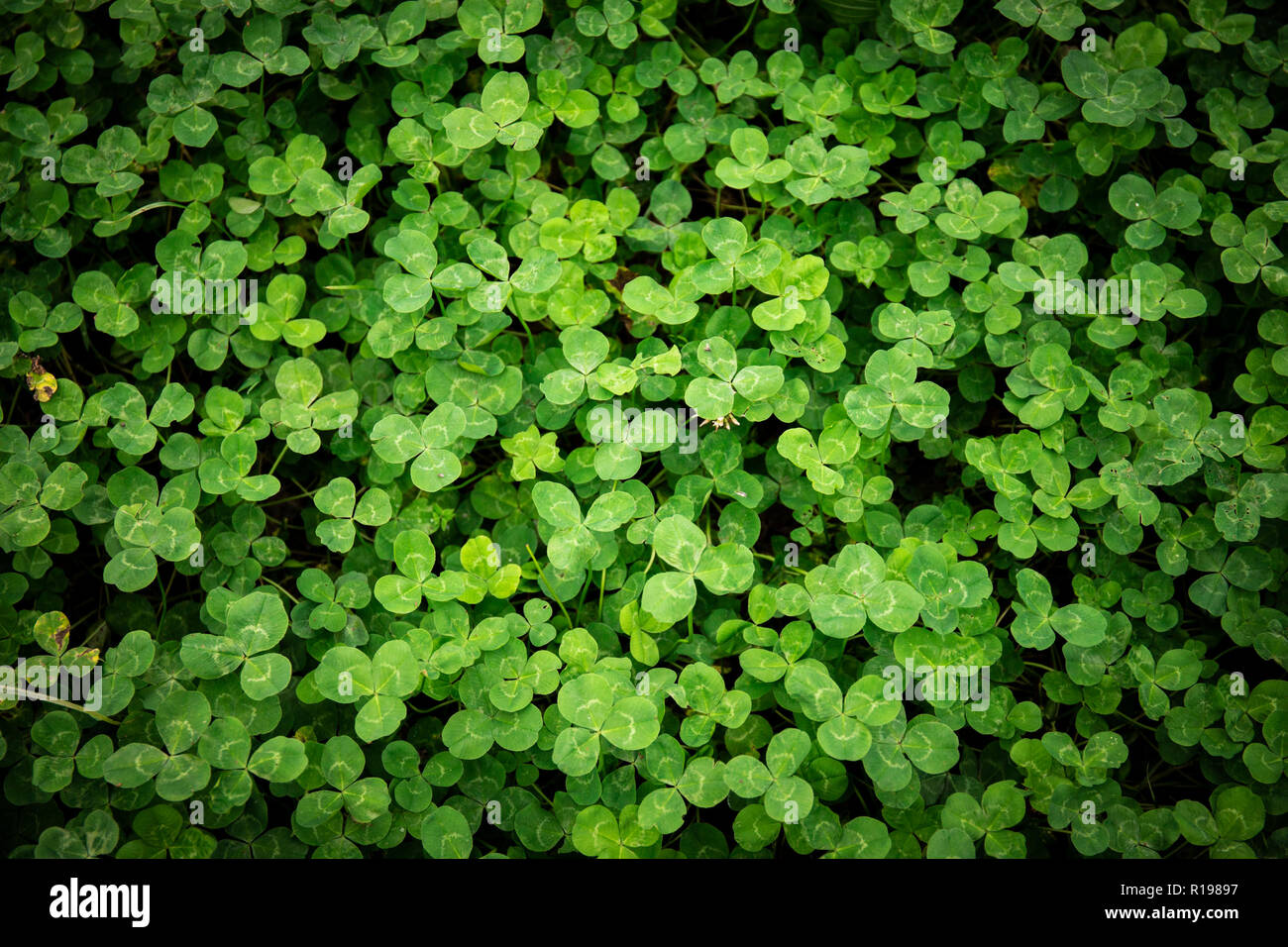 Clover or trefoil meadow, pattern background or wallpaper Stock Photo ...