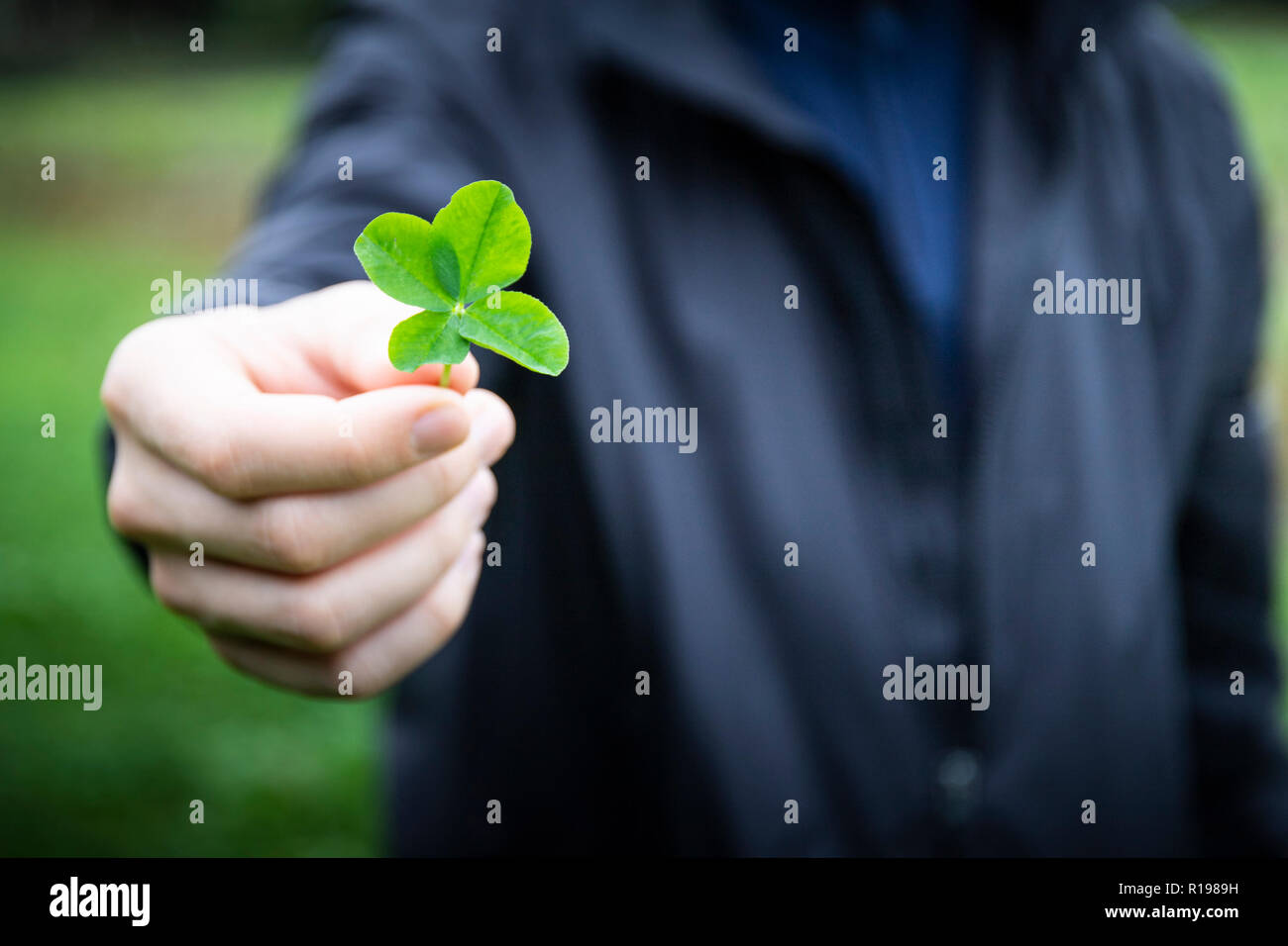 Close up of a hand holding a four-leaf clover, focus on the clover and ...