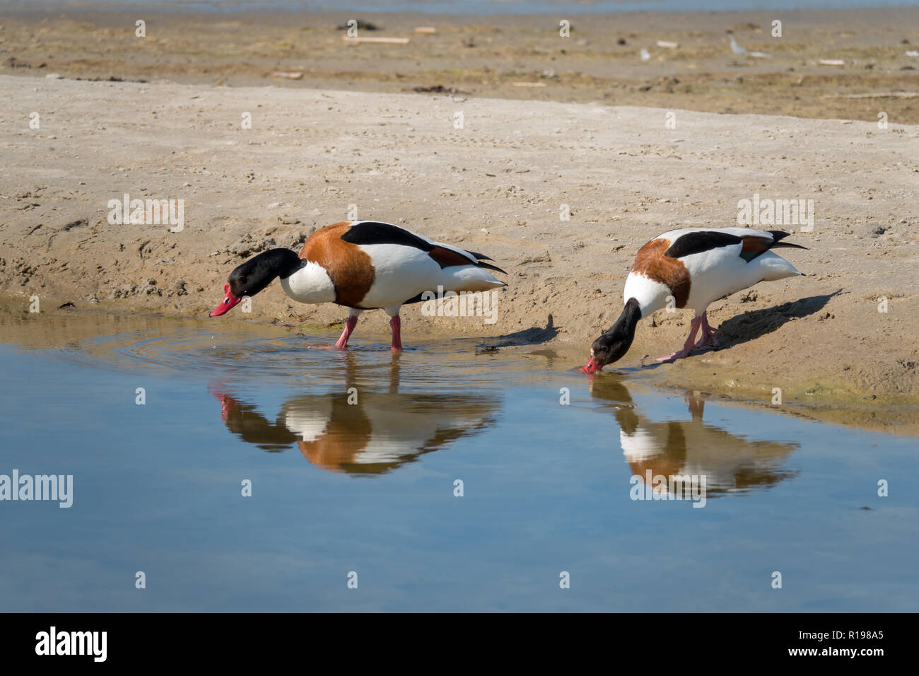 Common shelducks hi-res stock photography and images - Alamy