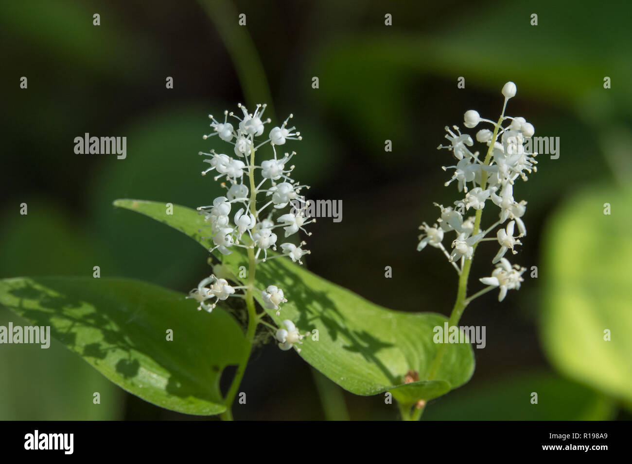 Small white flowers in the forest hi-res stock photography and images ...