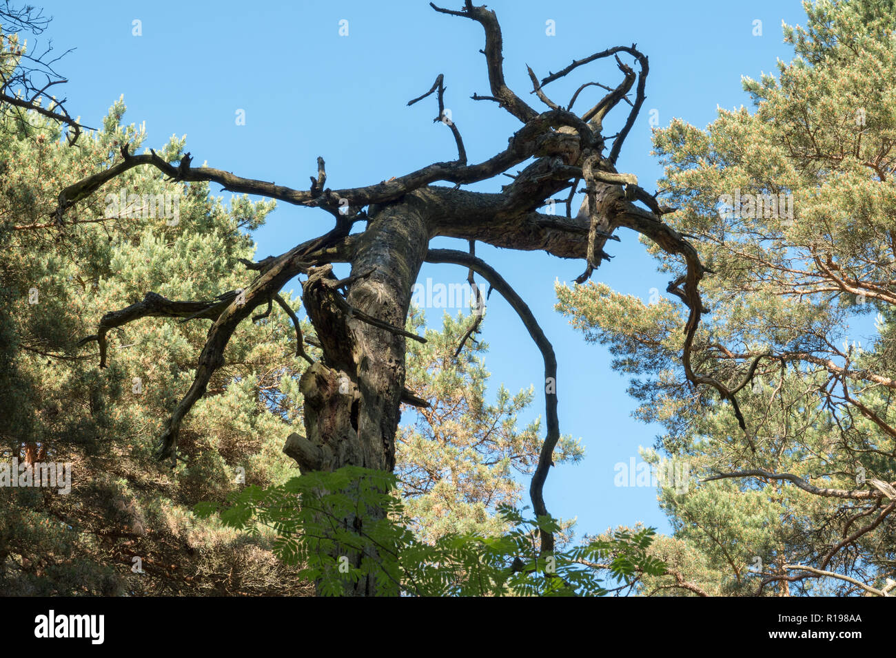 Dried tree in the forest Stock Photo - Alamy