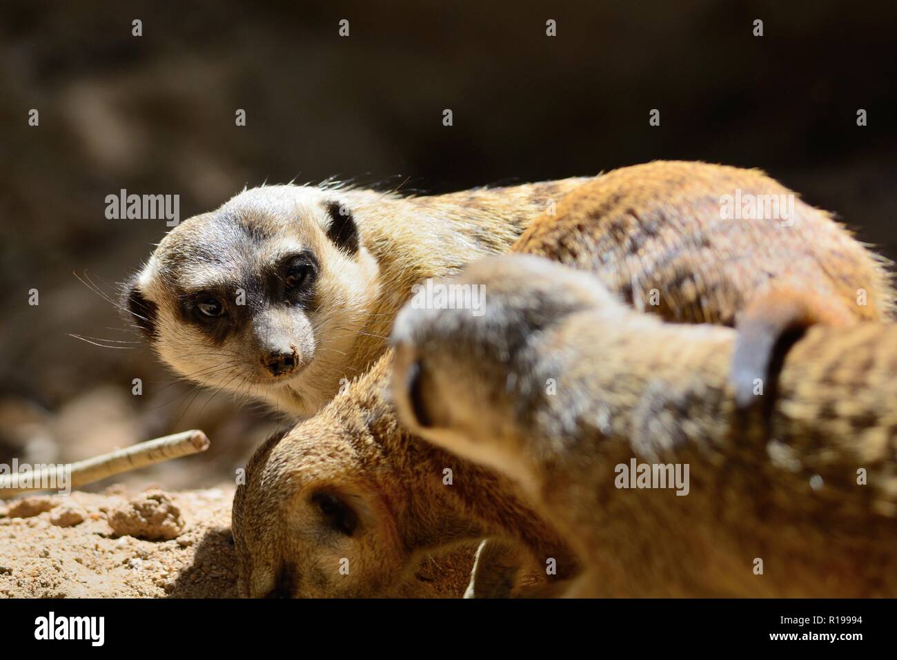 Suricata Group High Resolution Stock Photography and Images - Alamy