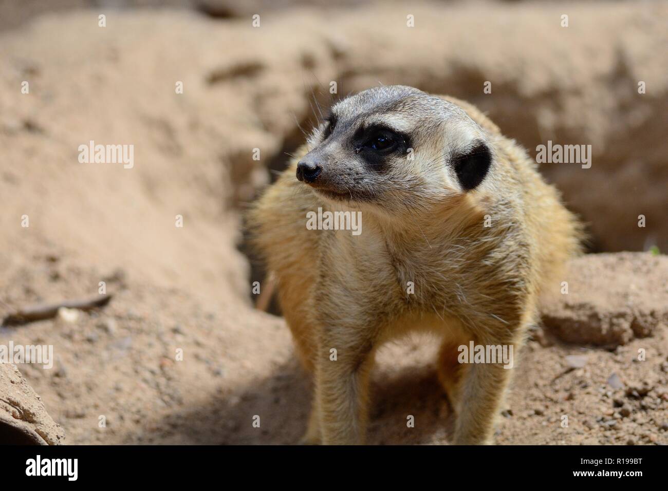 One meerkat burrow hi-res stock photography and images - Alamy