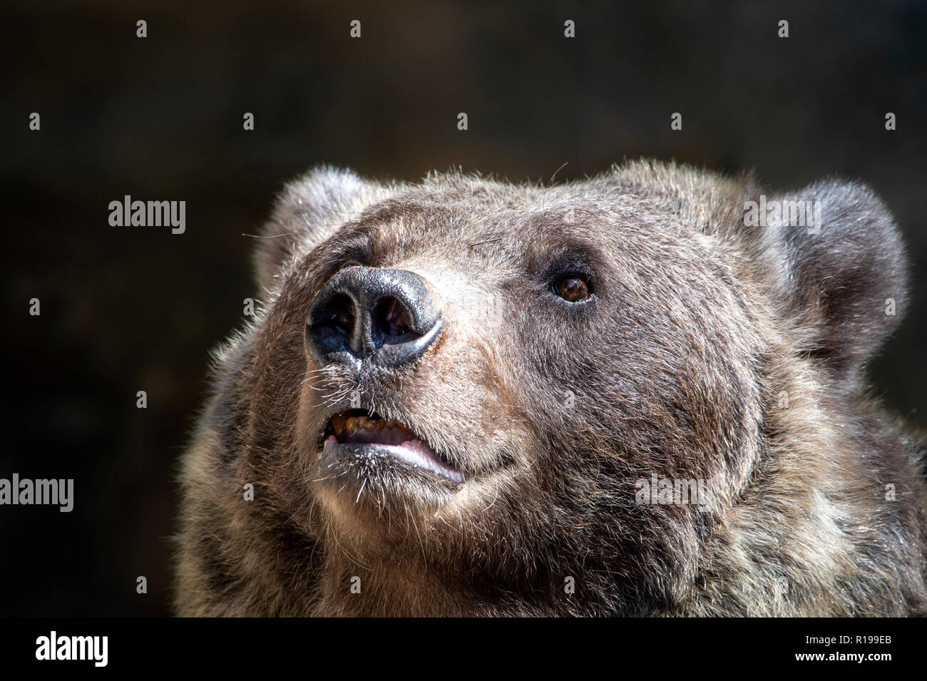 Grizzly bear (face shot Stock Photo - Alamy
