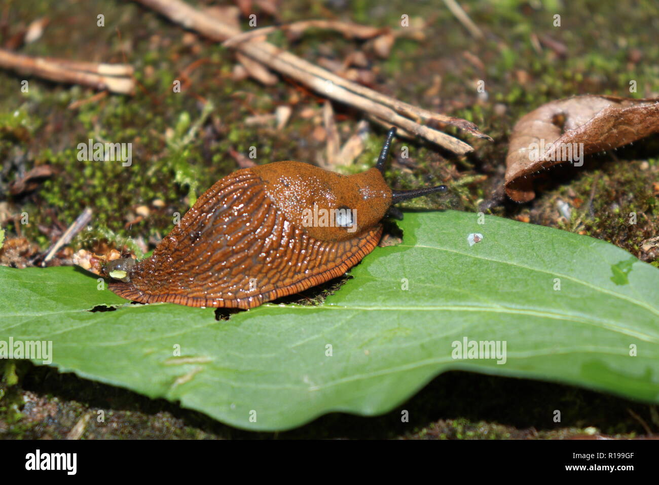Giant European Red Slug after the rain Stock Photo - Alamy