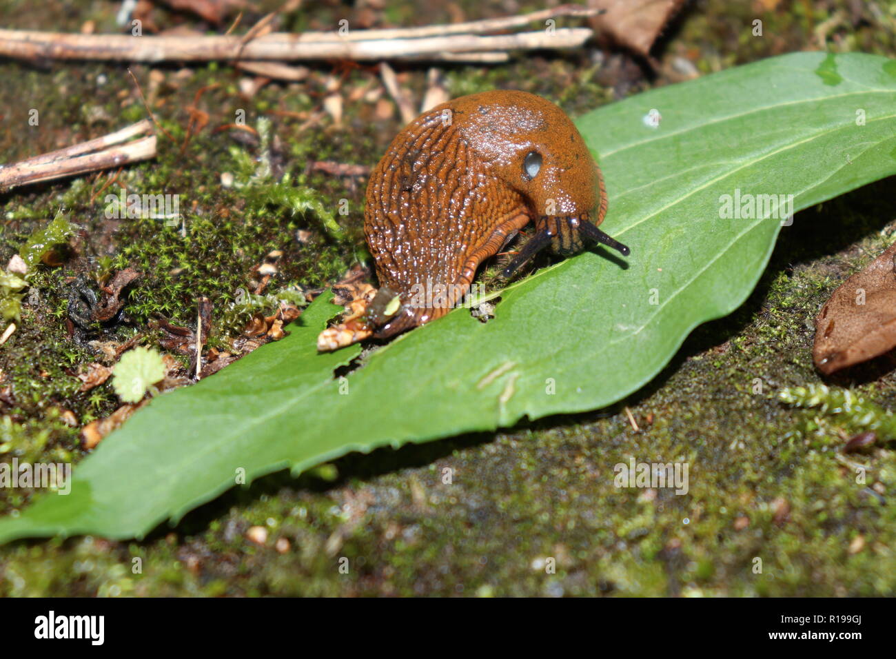 Giant European Red Slug after the rain Stock Photo - Alamy