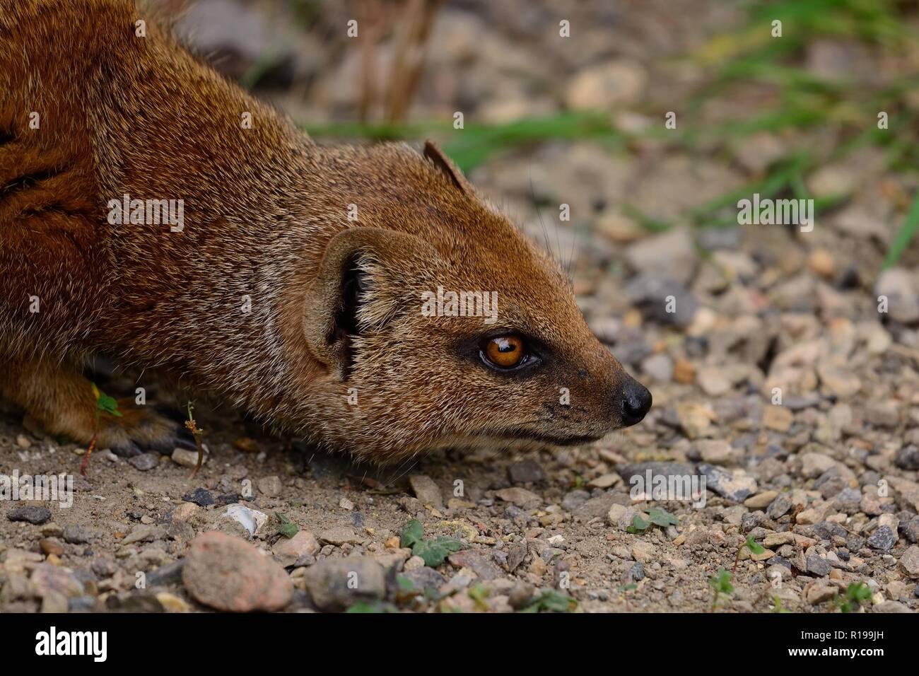 Close up ainimal hi-res stock photography and images - Alamy