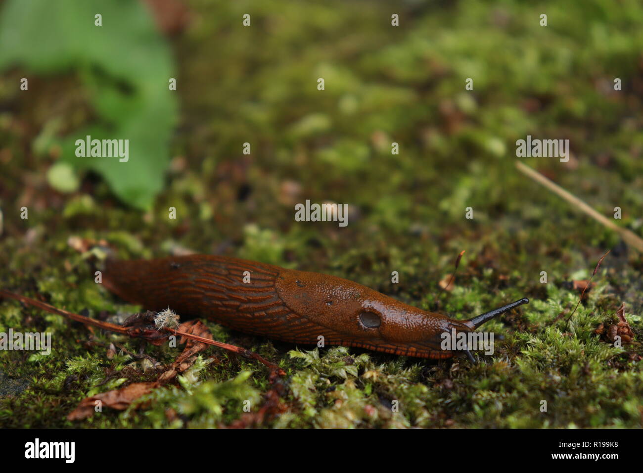 Giant European Red Slug after the rain Stock Photo - Alamy