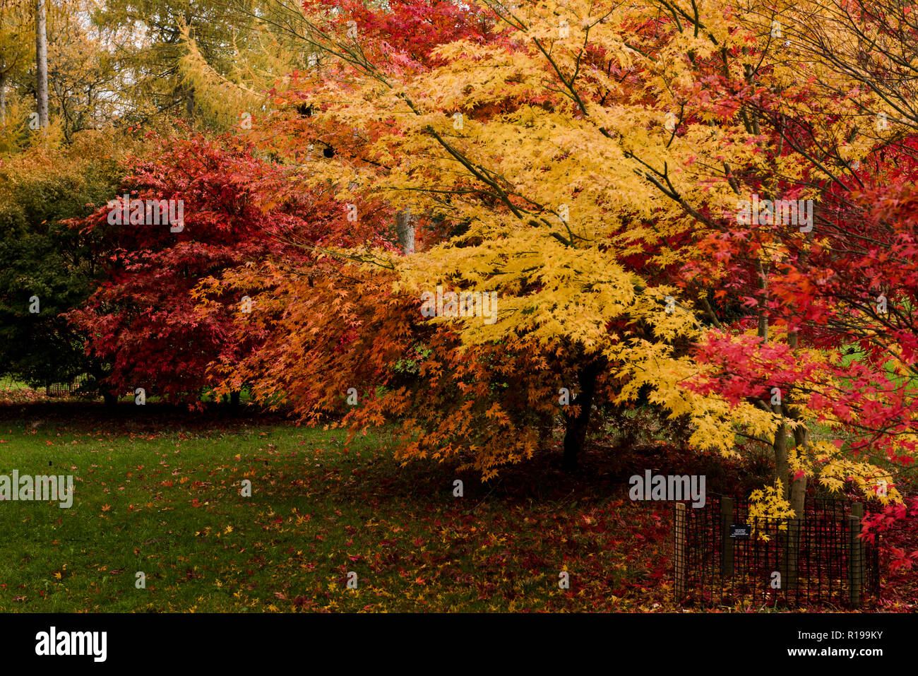 Autumn trees uk hi-res stock photography and images - Alamy