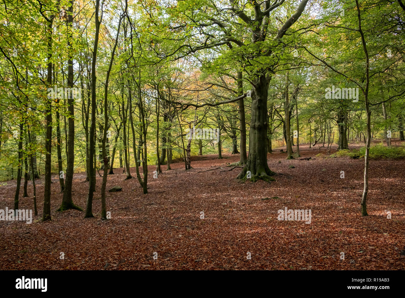 Autumnal scenes in Judy Woods, Wyke, Bradford, West Yorkshire, England ...