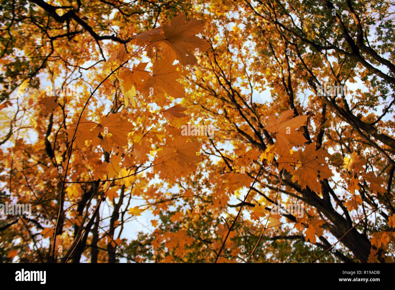 Red sycamore leaves hi-res stock photography and images - Alamy