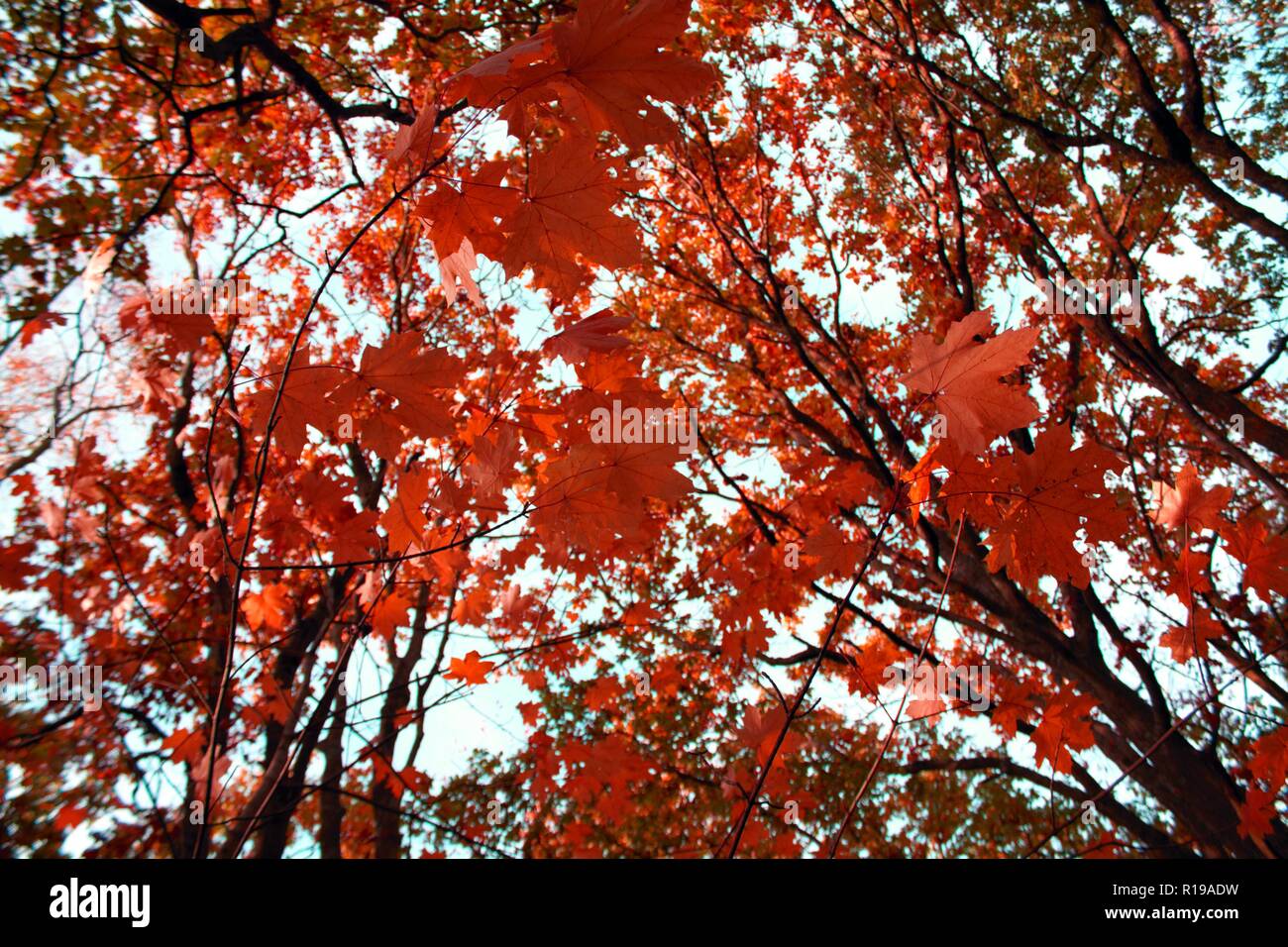 Leaf Leafy Leaves Backdrop Background High Resolution Stock Photography ...