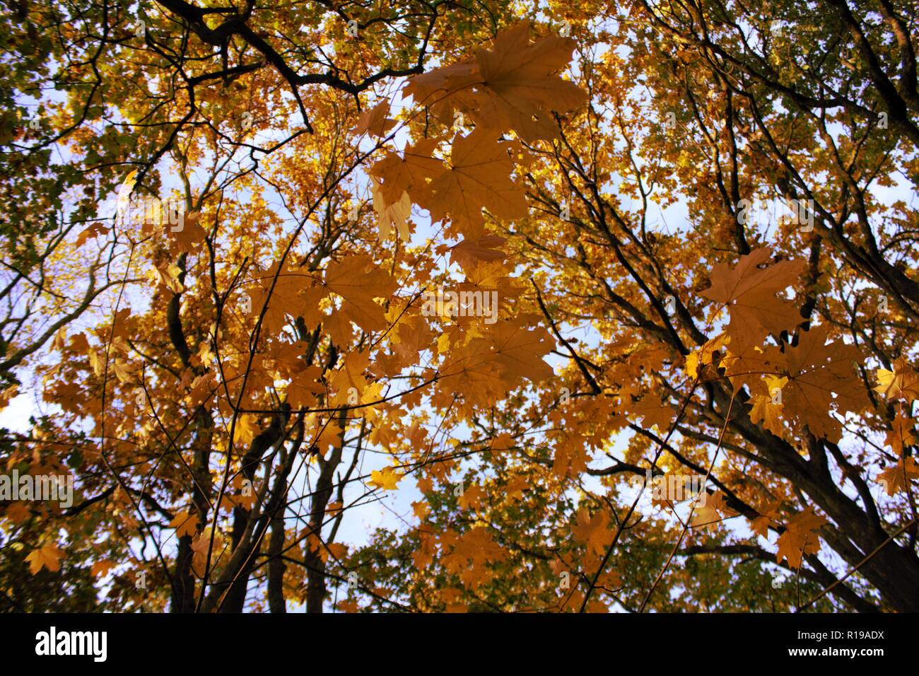 Red sycamore leaves hi-res stock photography and images - Alamy