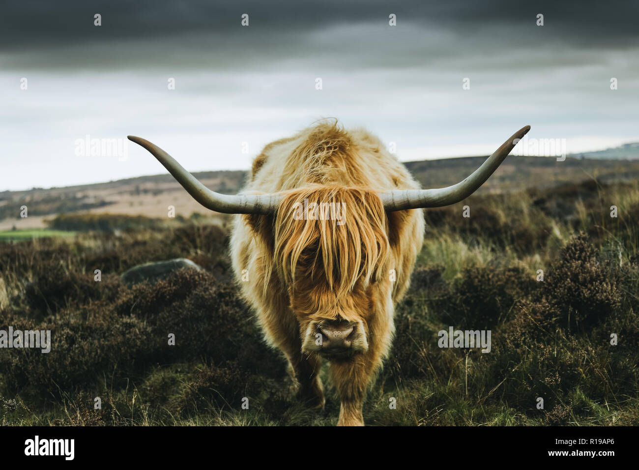 Farm animal peak district hi-res stock photography and images - Alamy