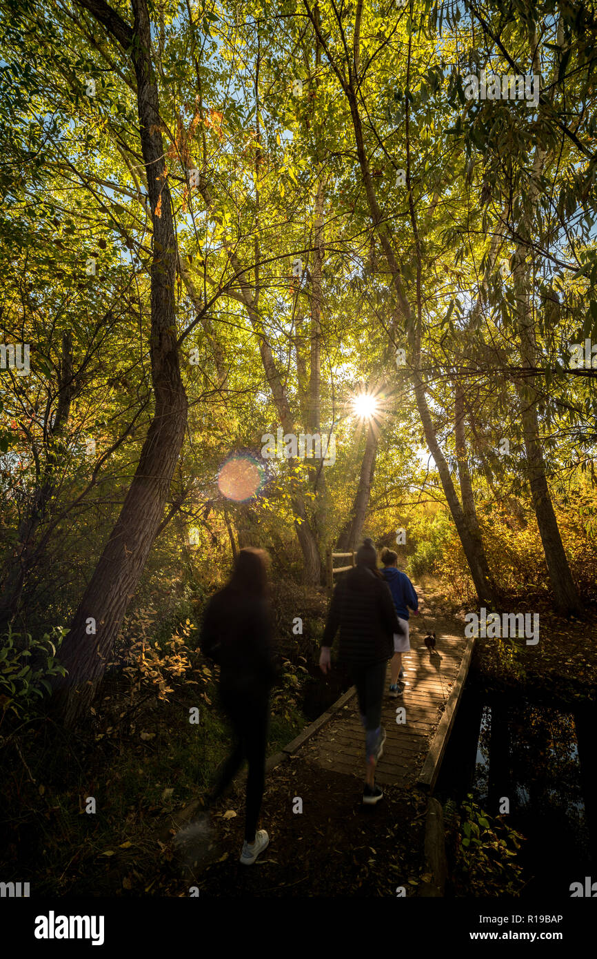 Autumn time year in forest hi-res stock photography and images - Alamy