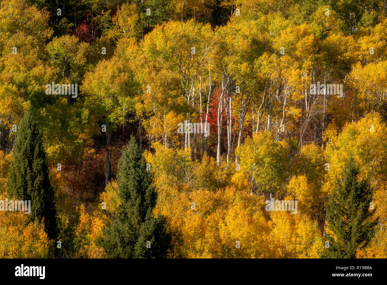 Rainbow colors of fall in an Aspen and pine tree forest Stock Photo - Alamy