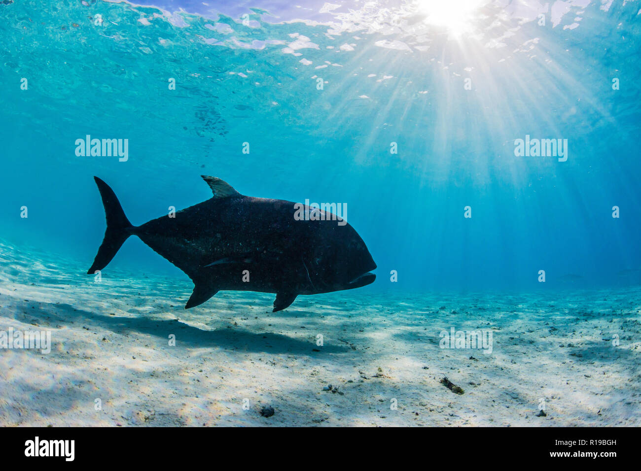 Giant trevally, Caranx ignobilis, at One Foot Island, Aitutaki, Cook ...