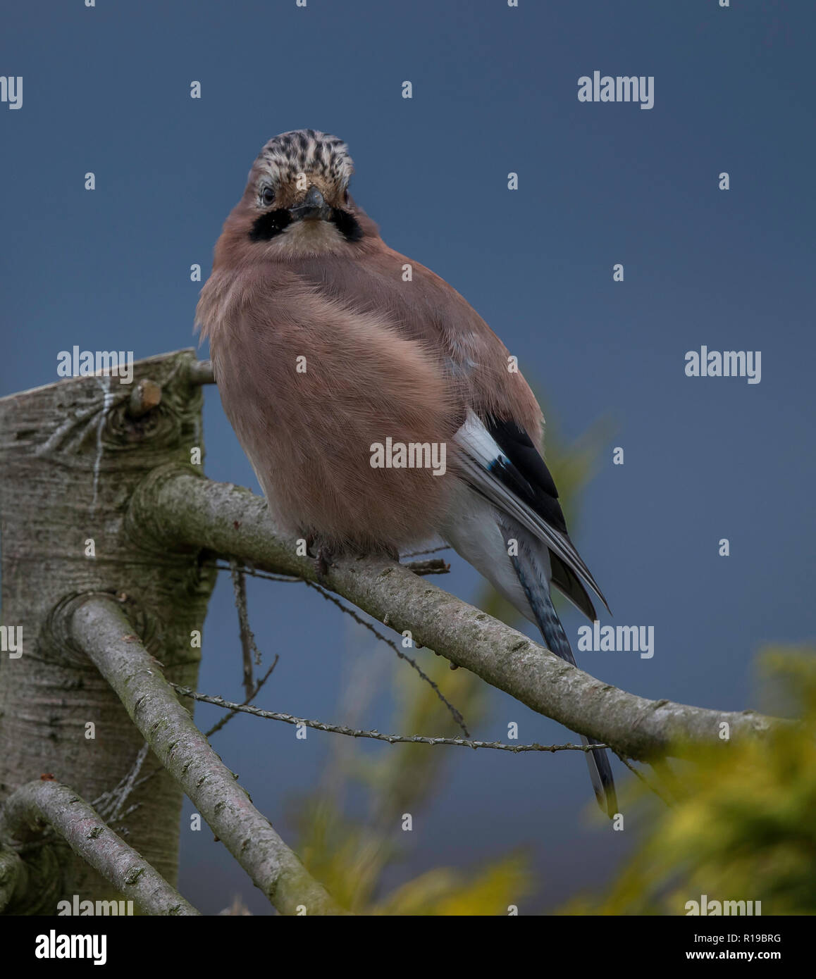 Gavin crow hi-res stock photography and images - Alamy