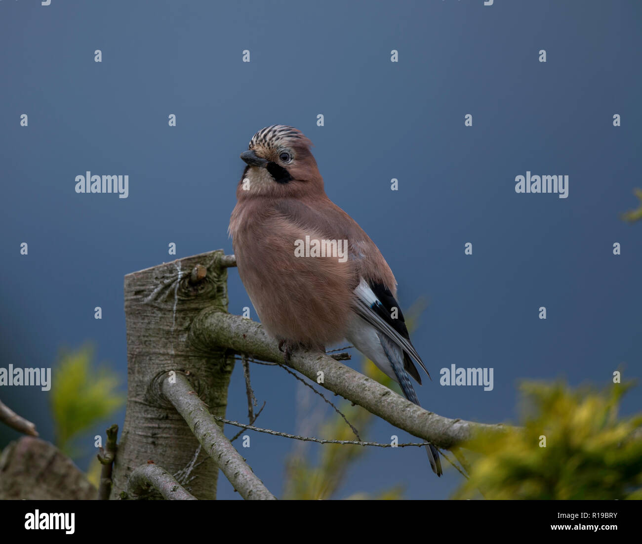 Gavin crow hi-res stock photography and images - Alamy