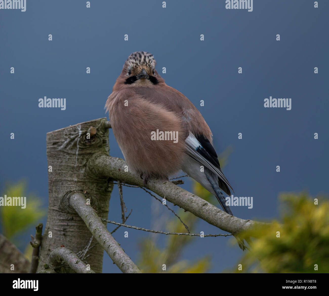 Gavin crow hi-res stock photography and images - Alamy