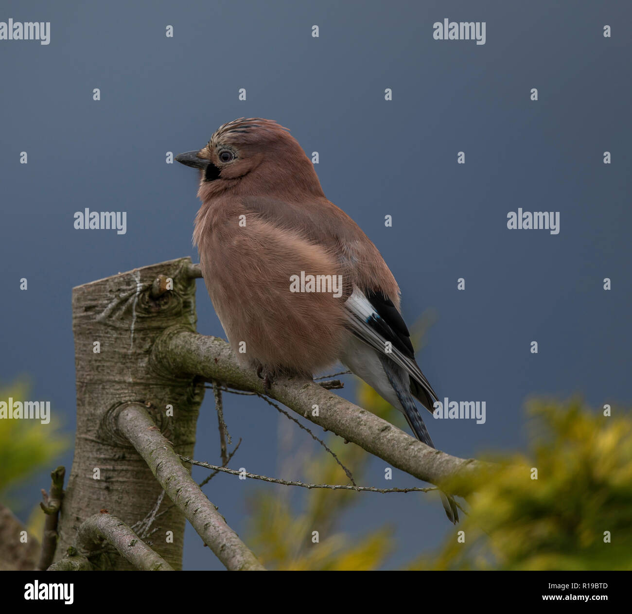 Gavin crow hi-res stock photography and images - Alamy