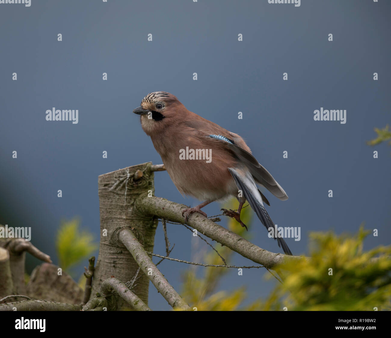 Gavin crow hi-res stock photography and images - Alamy