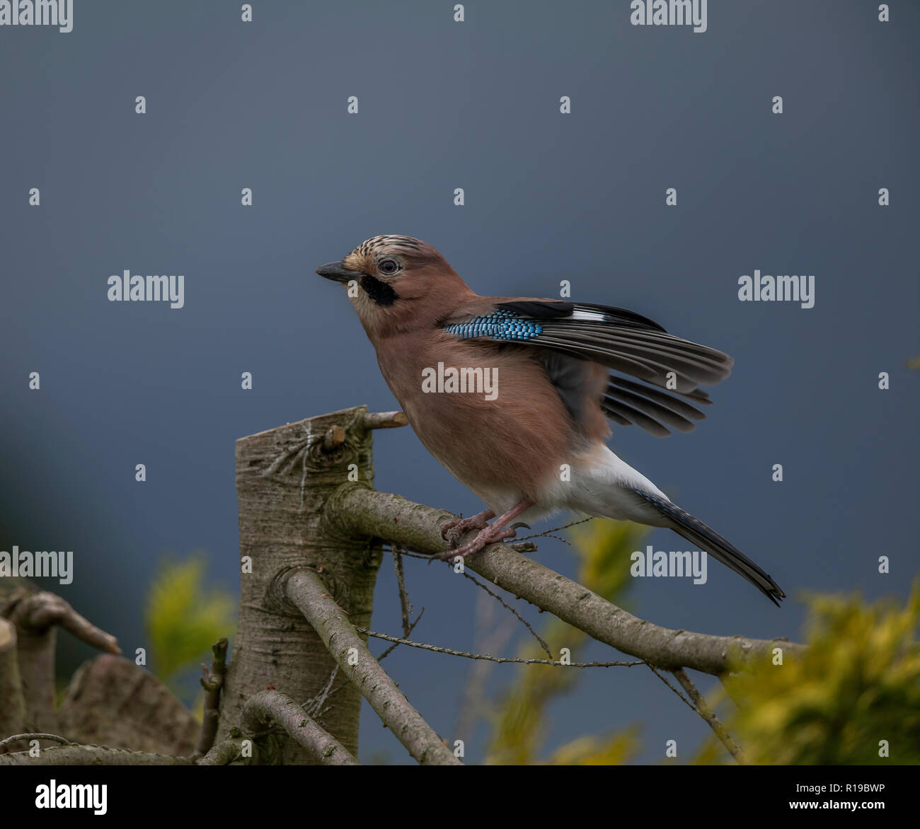 Gavin crow hi-res stock photography and images - Alamy