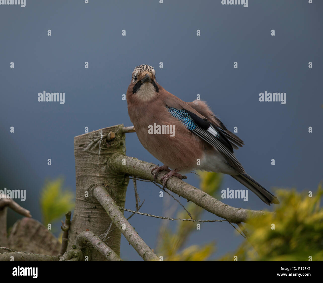 Gavin crow hi-res stock photography and images - Alamy