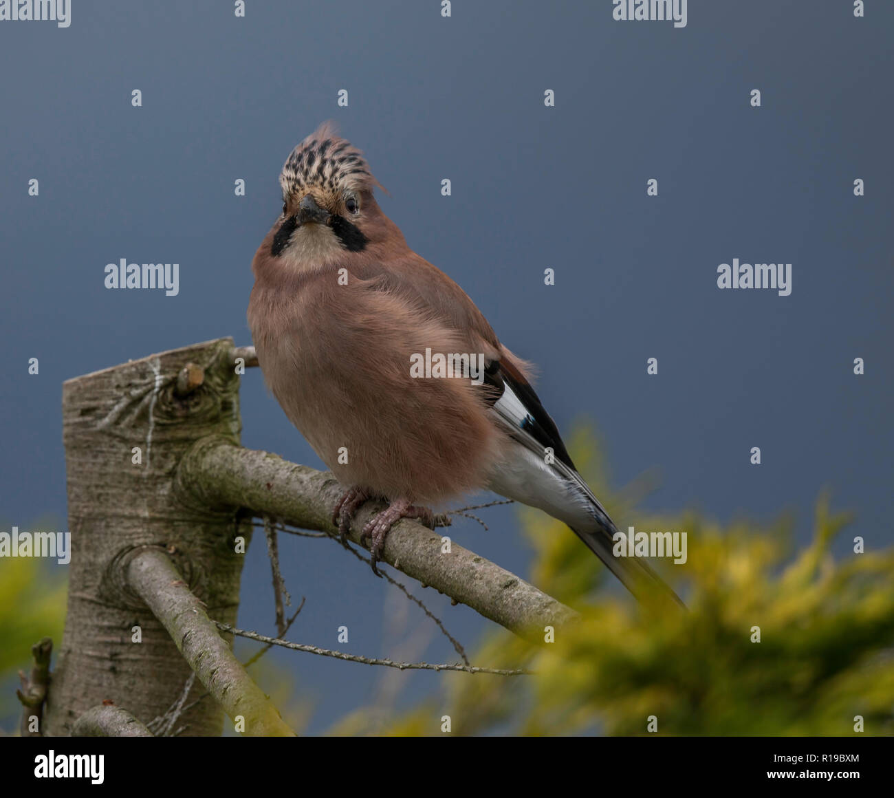 Gavin crow hi-res stock photography and images - Alamy