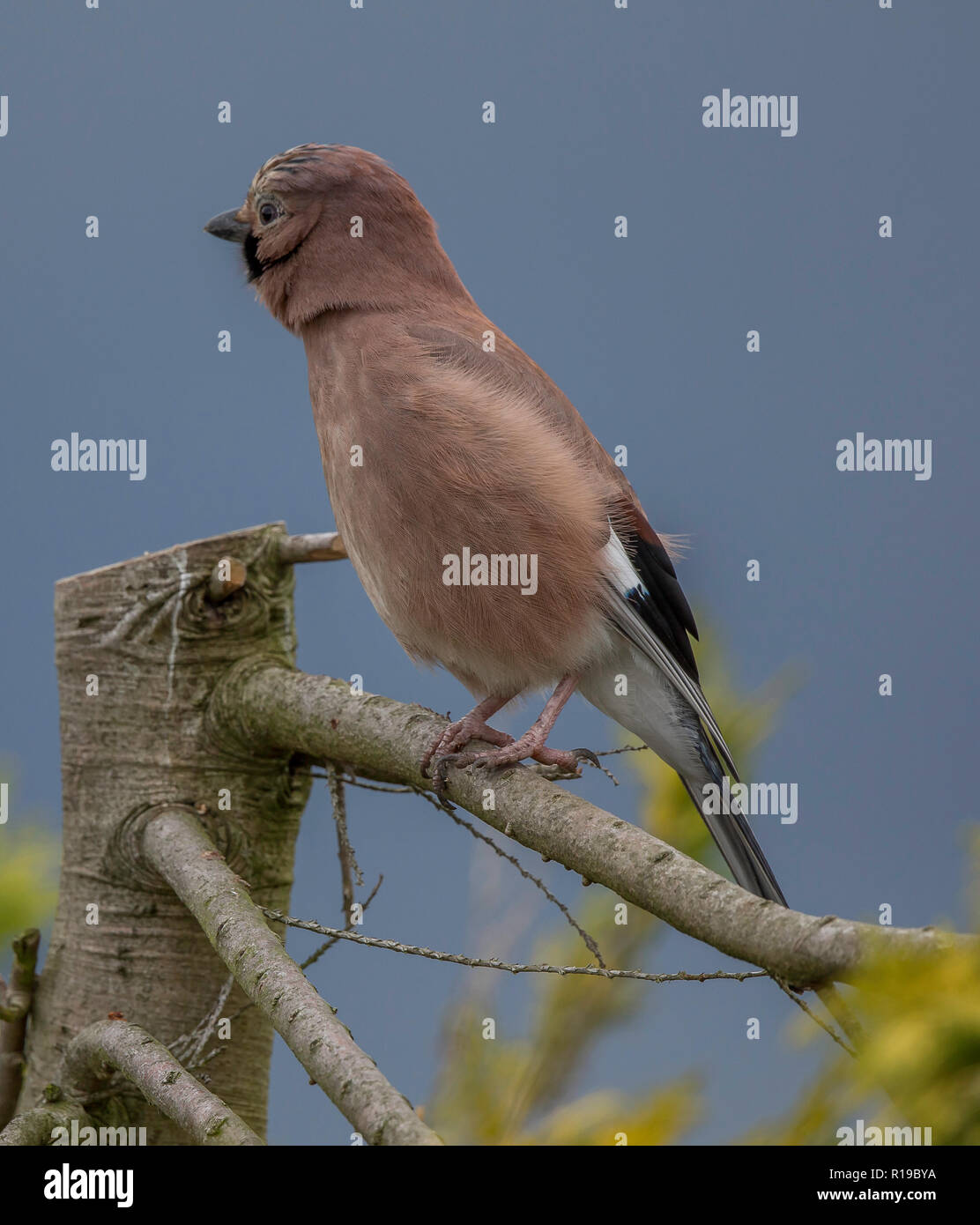 Gavin crow hi-res stock photography and images - Alamy