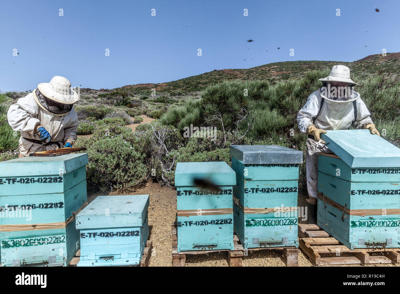apiculture in the canary islands Stock Photo - Alamy
