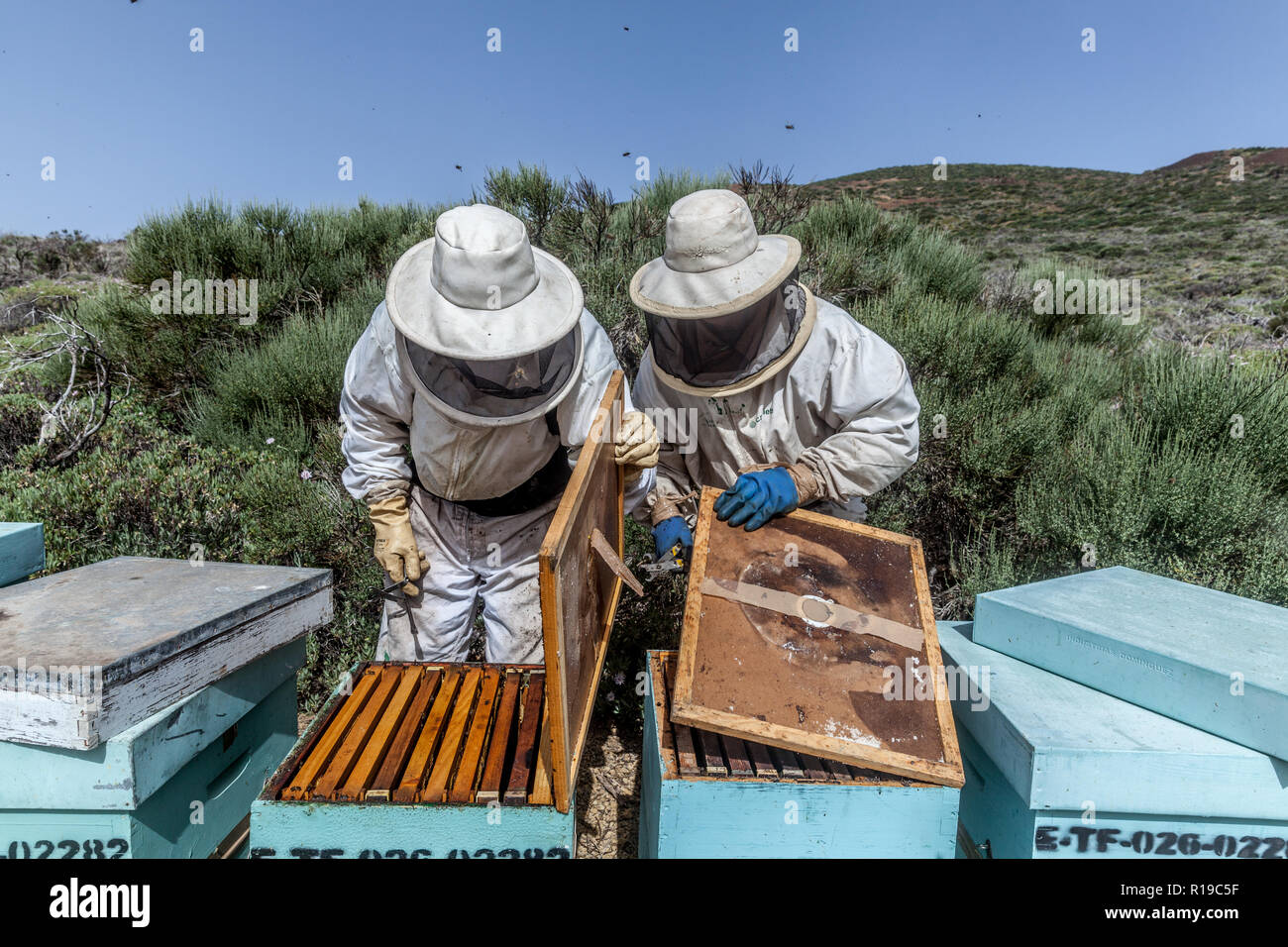 apiculture in the canary islands Stock Photo - Alamy
