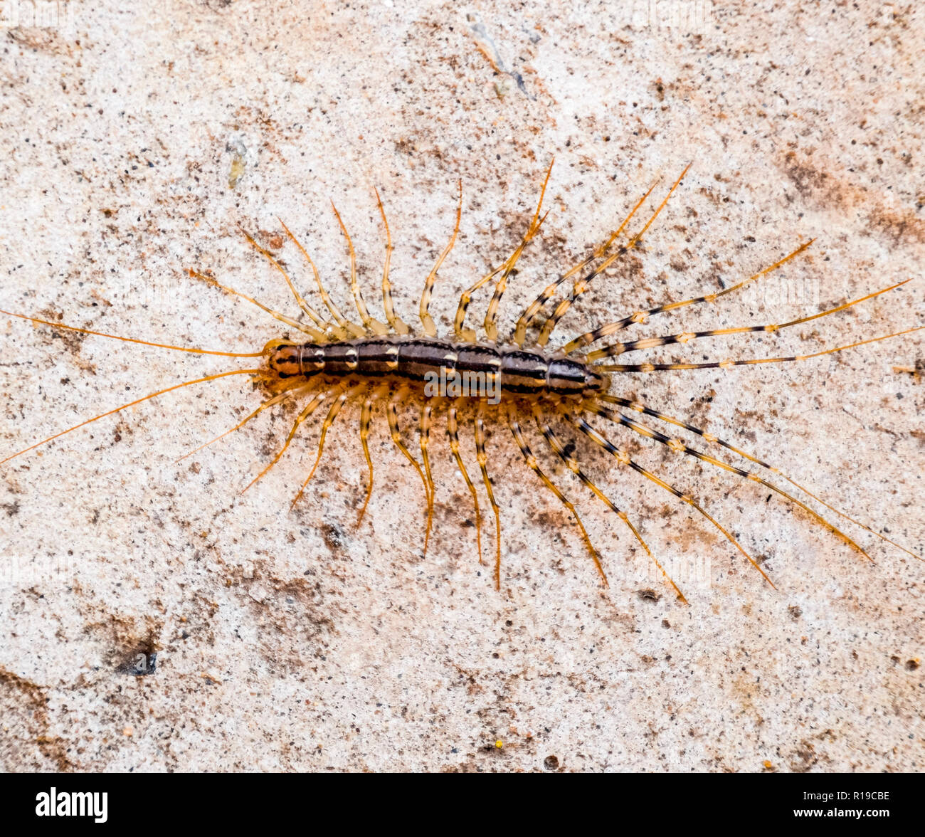 The Flycatcher. Scutigera coleoptrata. Centipede flycatcher, insect ...