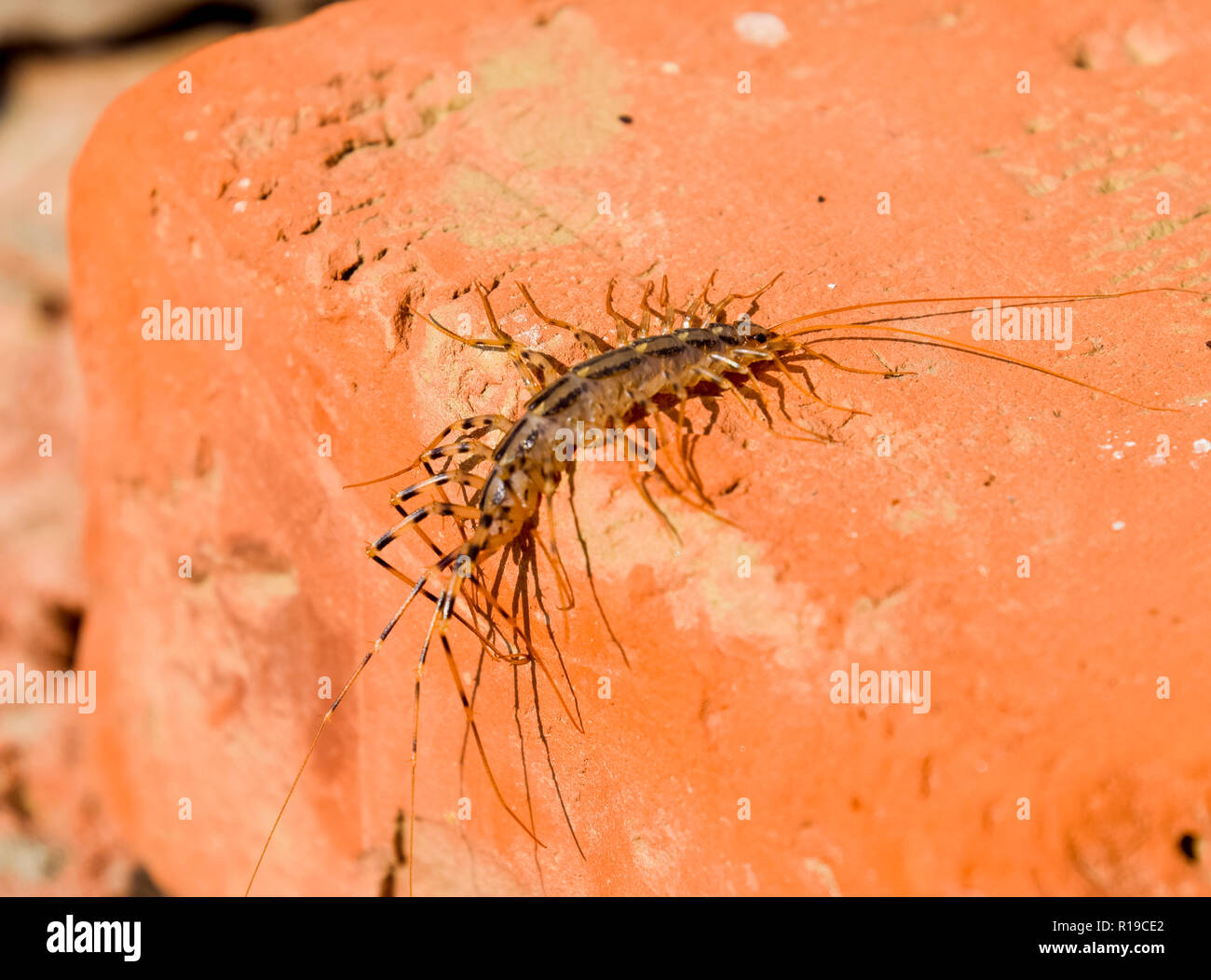 The Flycatcher. Scutigera coleoptrata. Centipede flycatcher, insect ...