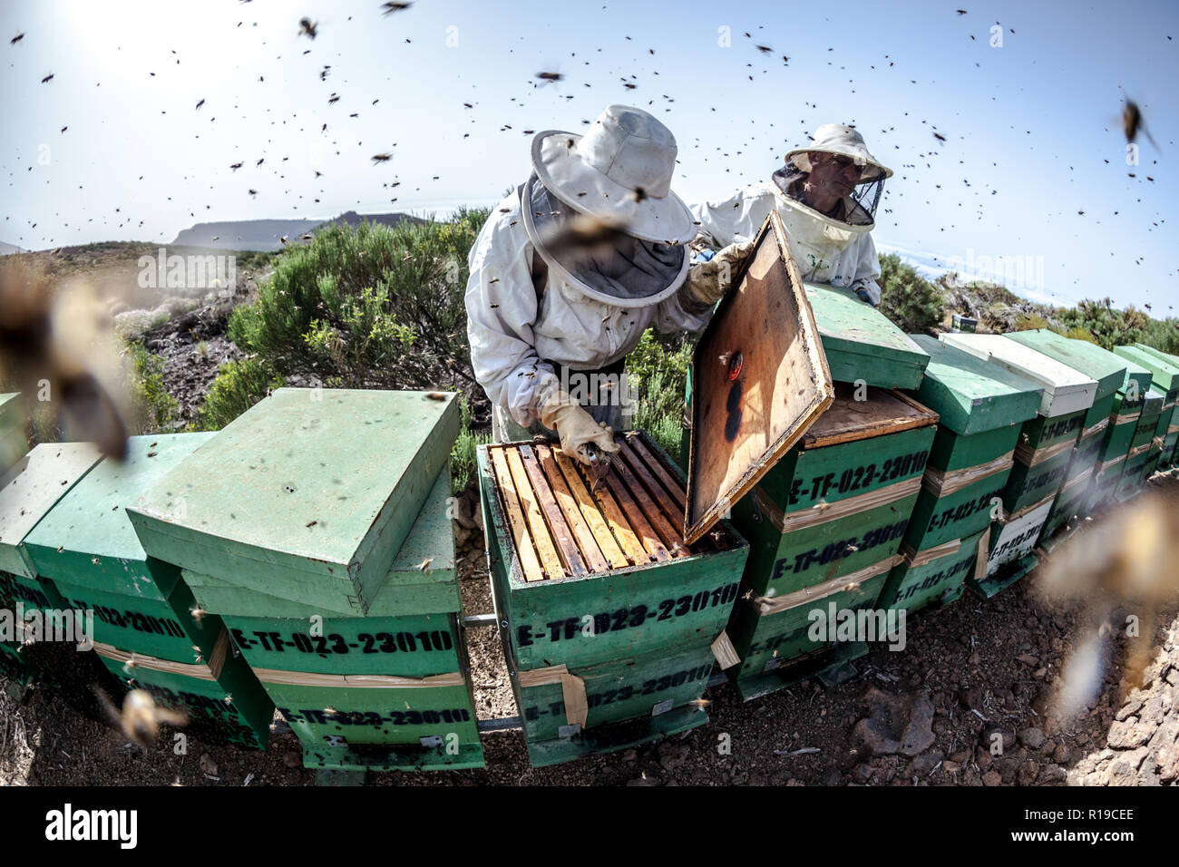 apiculture in the canary islands Stock Photo - Alamy